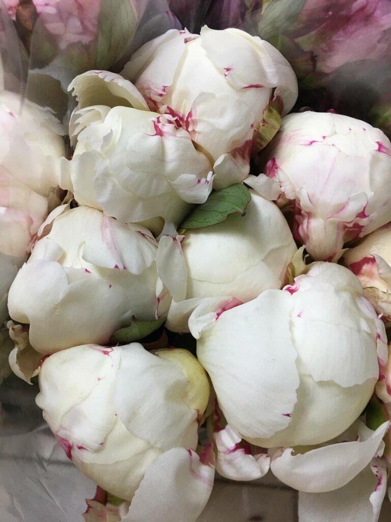 Çiçekçiler Цветы и упаковка, Moskova, foto