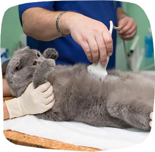Veteriner klinikleri Kare Veterinary Clinic, Dubai, foto
