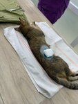 Ezhvinsky veterinarny uchastok (Lesnaya Street No:17), veteriner klinikleri  Syktivkar'dan