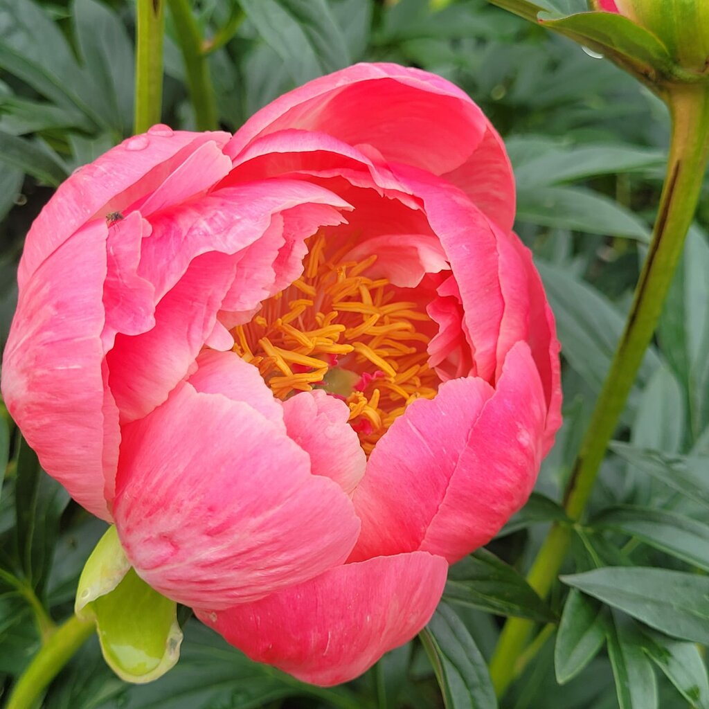 Bahçecilik mağazaları Moscow Gardens, Moskova, foto