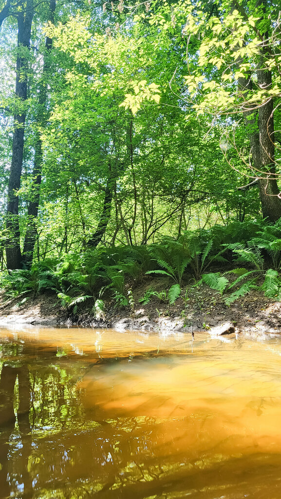 Piknik alanı Зона отдыха с ручьём, Gomelskaya oblastı, foto