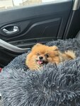 Марлен (улица Гагарина No:27, село Нижние Юшады), pet otel  Tataristan'dan