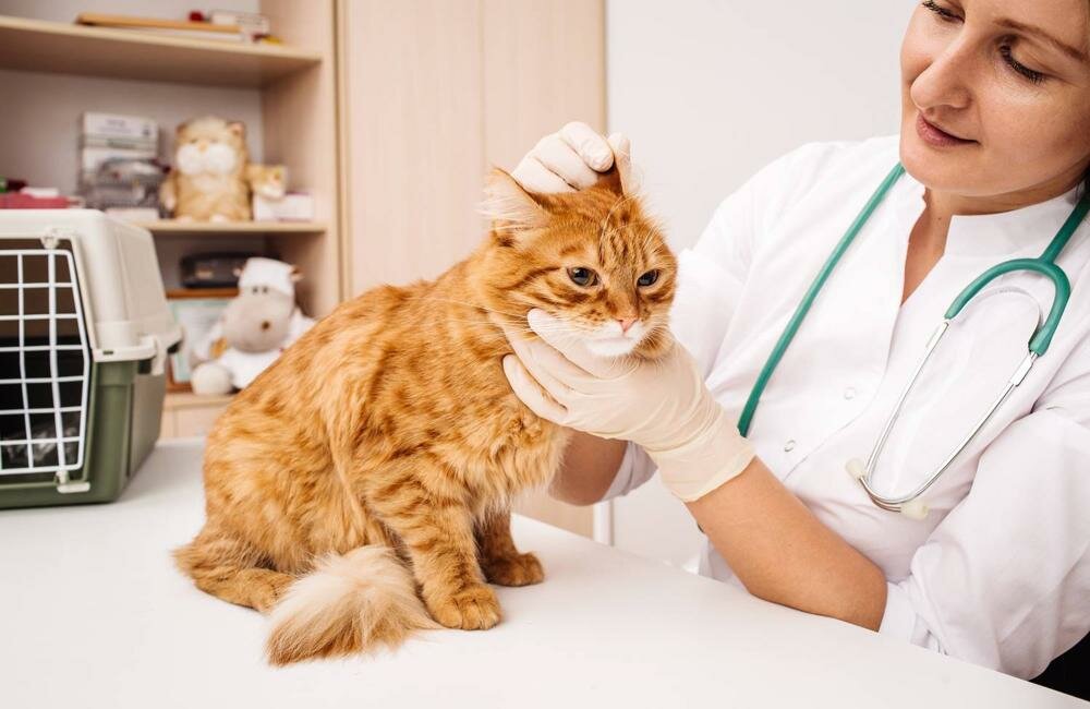 Veteriner klinikleri Koshachii rai, Moskova, foto