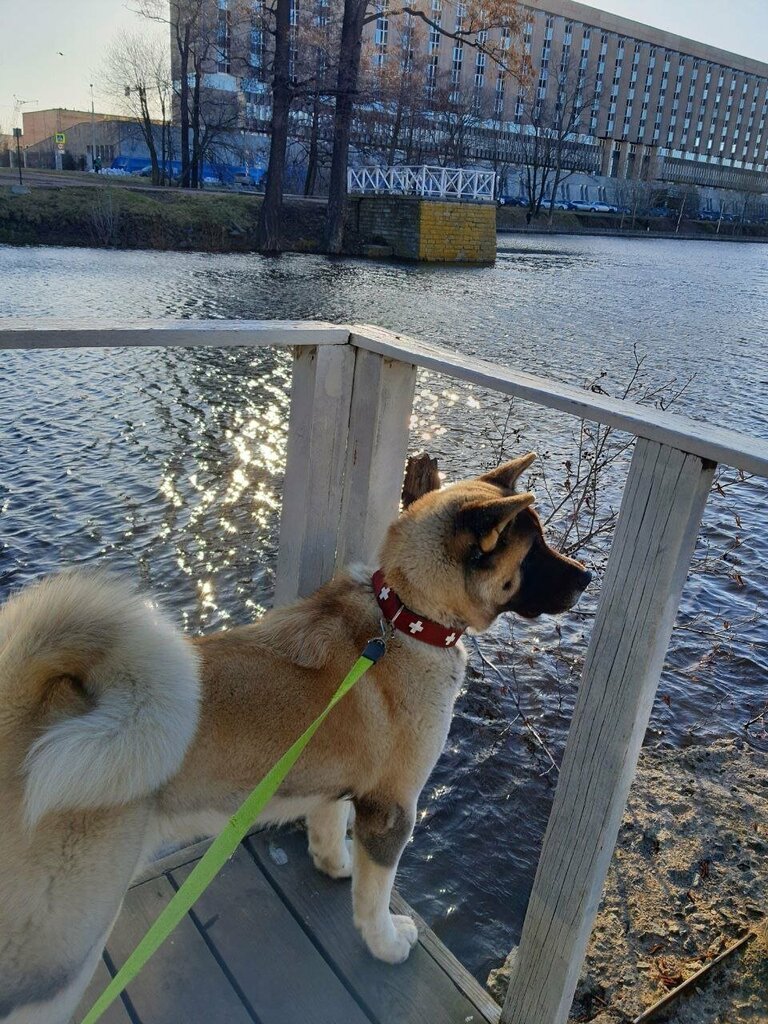 Pet otel Lovedog, Saint‑Petersburg, foto