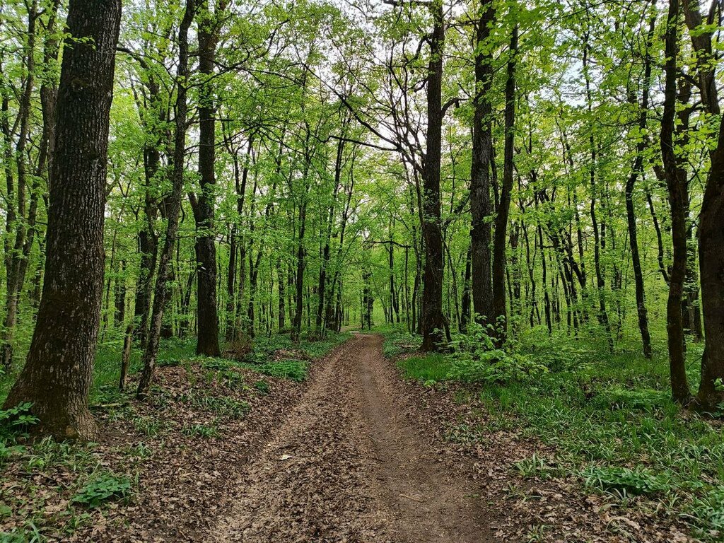 Orman урочище Оскочное, Belgorod, foto