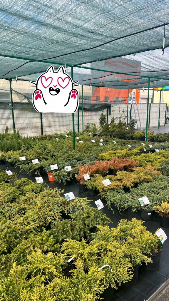Sera ve bahçe ürünleri Сибирские газоны, Kemerovo, foto