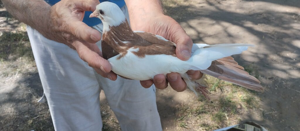 Kuşlar için büyük kafes Aviary, Ulyanovsk, foto