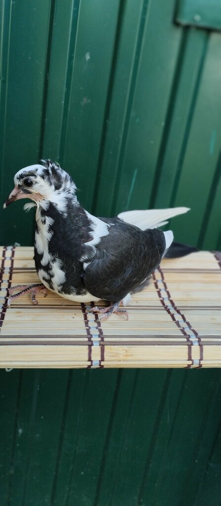 Kuşlar için büyük kafes Aviary, Ulyanovsk, foto