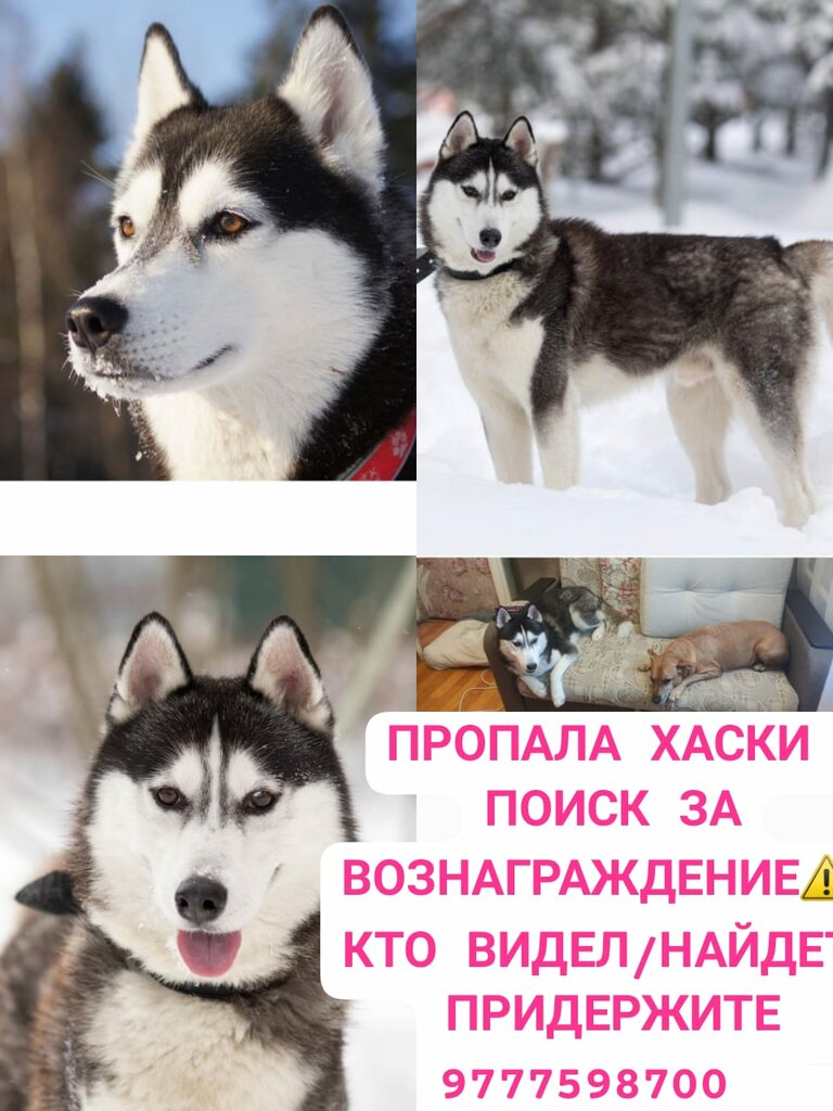 Veteriner klinikleri ГБУ Но Госветуправление Гагинского Муниципального округа, Nijegorodskaya oblastı, foto