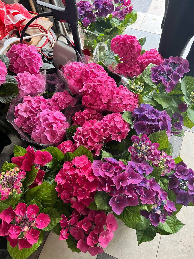 Seracılık Цветы Кубани, Krasnodar, foto