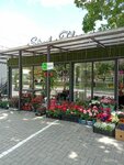 Street Flowers (Chisinau, strada Miron Costin), çiçekçiler  Kişinev'den