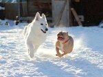 Okdog (Permskiy munitsipalny okrug, kvartal Nagorny, Nagornaya ulitsa, 1), evcil hayvan yetiştiricileri  Permski krayından