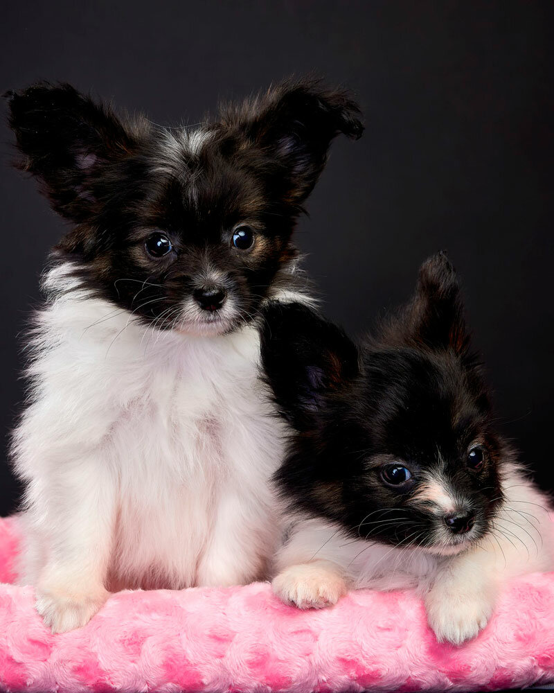 Evcil hayvan yetiştiricileri Kennel Serebryanaya podkova, Moskova ve Moskovskaya oblastı, foto