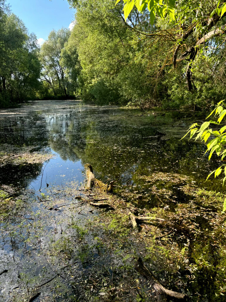 Balık çiftçiliği ve toptancıları Уткинский пруд, Kalujskaya oblastı, foto
