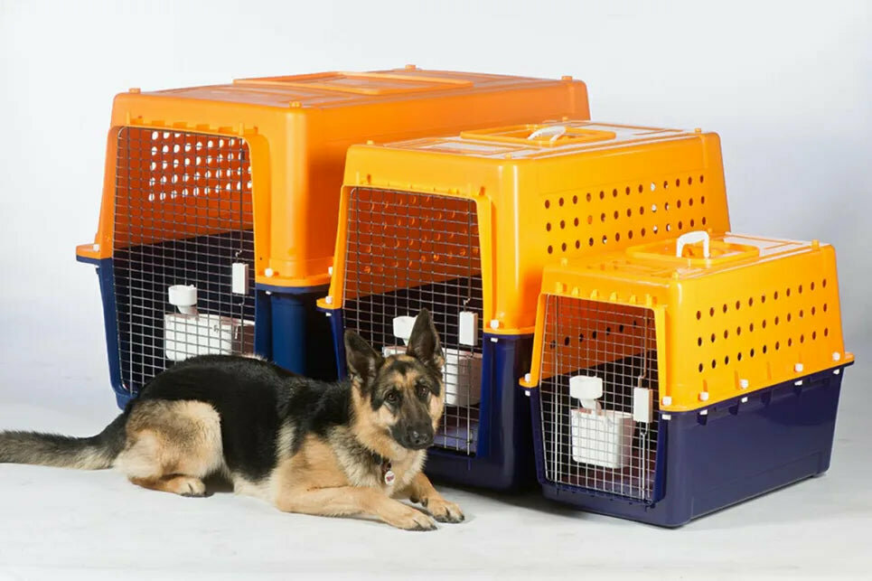 Petshop Elite Pets Trading Block A3, Dubai, foto
