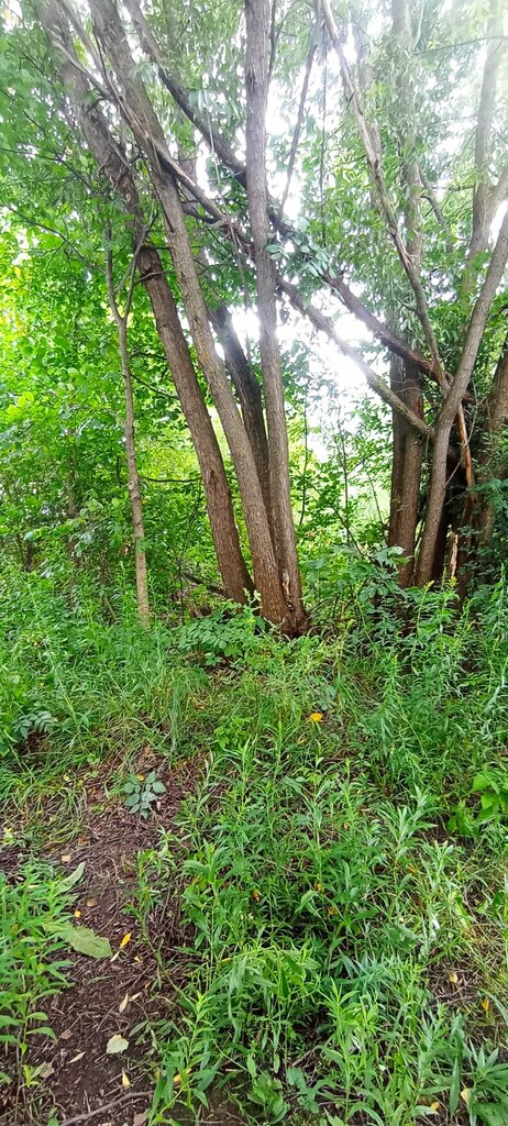 Kafe Лимон, Nijegorodskaya oblastı, foto