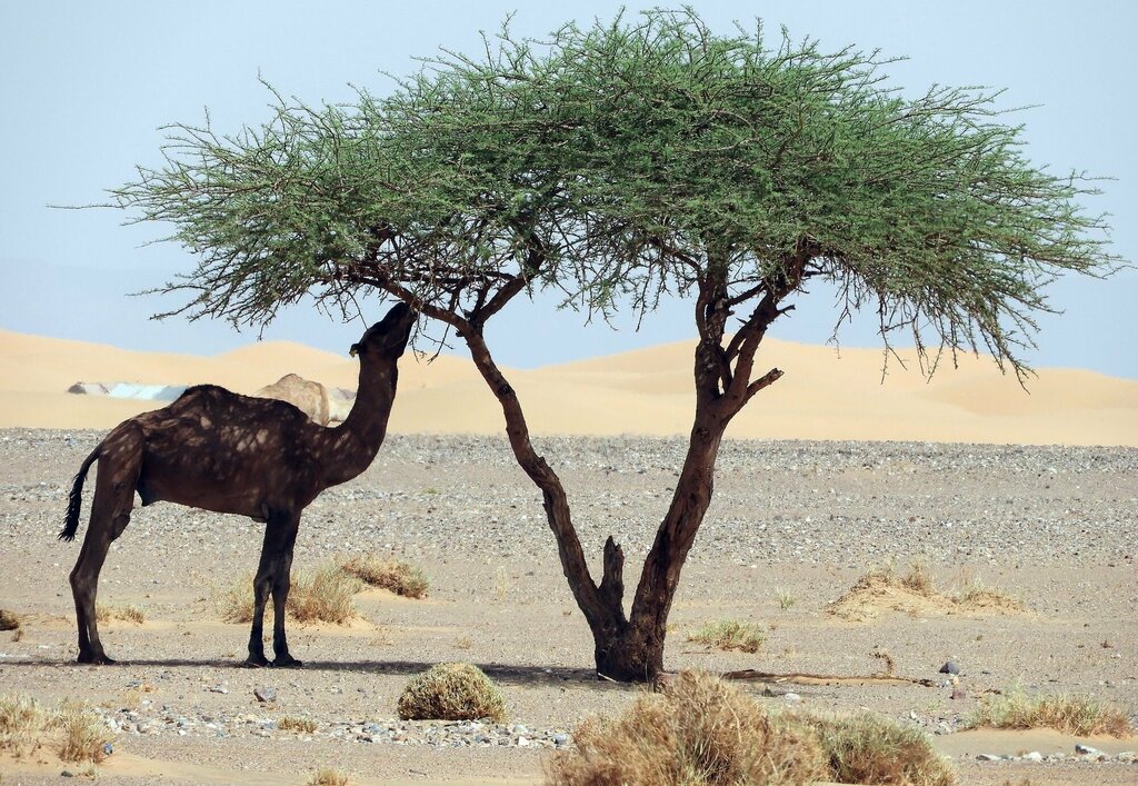 Otel Sahara Dream Camp, Dünya, foto