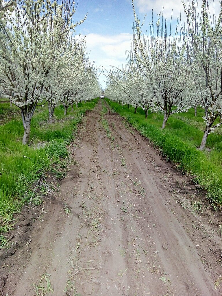 Sera ve bahçe ürünleri Harmony Green, Krasnodarski krayı, foto
