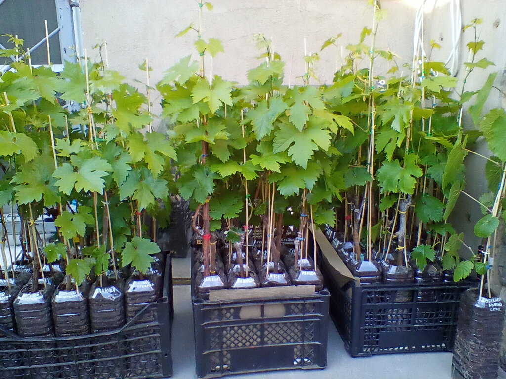 Sera ve bahçe ürünleri ИВАнКо, Brianskaya oblastı, foto