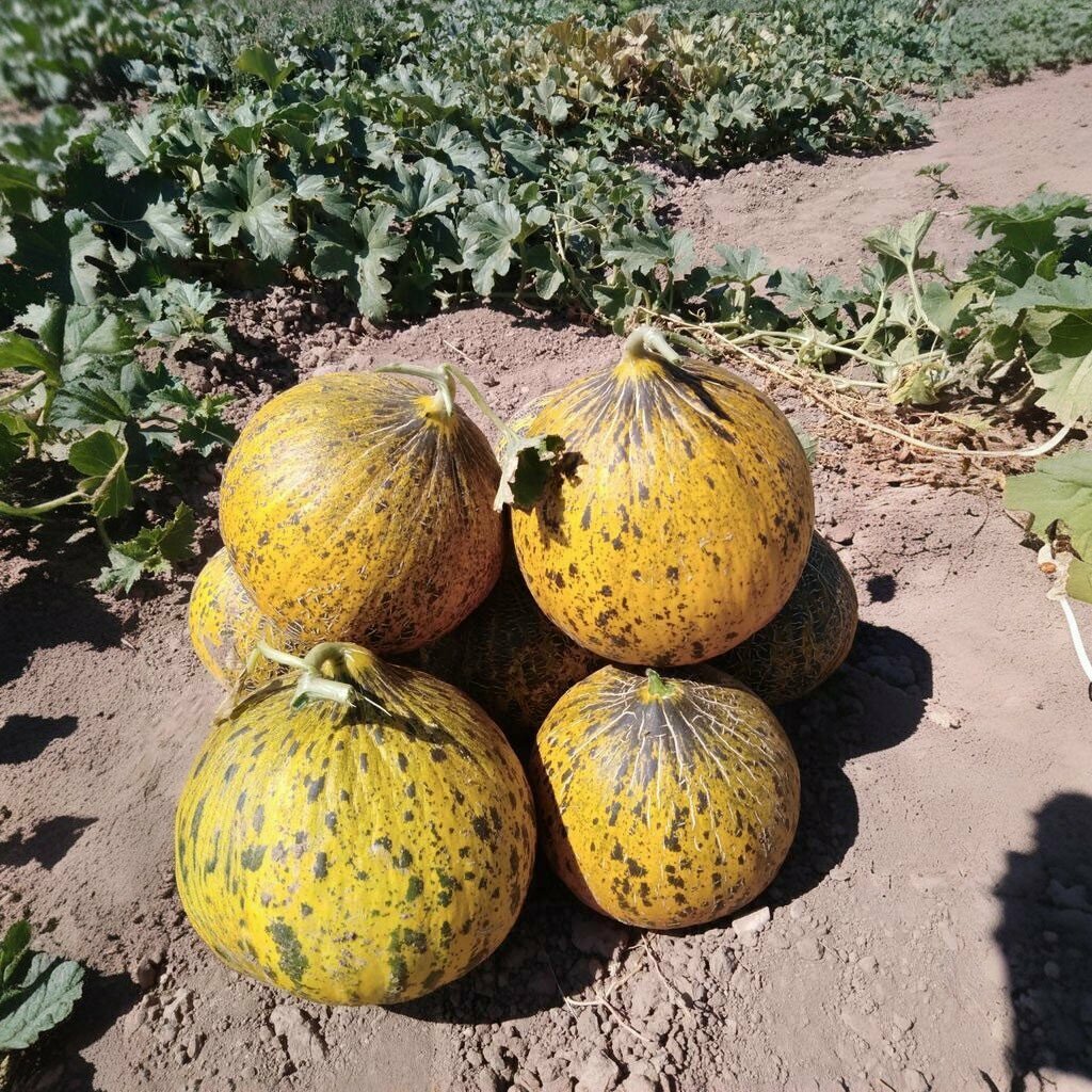 Muhtarlıklar Çakırhacılı Köy Muhtarlığı, Yerköy, foto