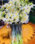 Nenas Flores (Çanakkale, Ezine, Geyikli Beldesi, Cumhuriyet Mah., Çanakkale Cad.), çiçekçiler  Ezine'den