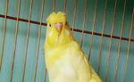 Çinar petshop (Iğdır, Iğdır Merkez , Karaağaç Mah., Pazar Sok.), petshop  Iğdır'dan
