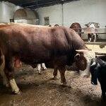 Ekinci Besi Çiftliği (Ankara, Kahramankazan, Orhaniye Mah.), hayvancılık  Ankara'dan