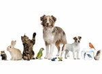 Tez Vet Veteriner Kliniği (Mahkeme Mah., Şar Cad., No:10, Burhaniye, Balıkesir), veteriner klinikleri  Burhaniye'den