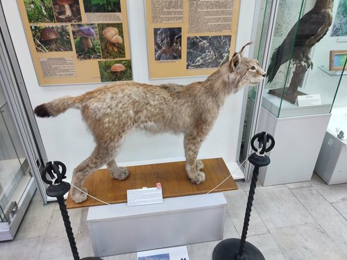 Müzeler ve sanat galerileri Koenigsberg Museum, Zelenogradsk, foto