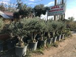 Oral Kardeşler Zeytin Fidanlığı (Ulucami Mah., 383. Sok., No:100, Akhisar, Manisa), sera ve bahçe ürünleri  Akhisar'dan