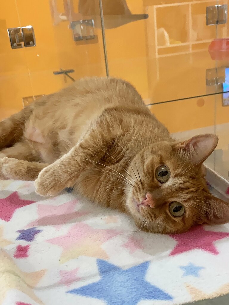 Pet otel Мурлыка, Krasnodar, foto