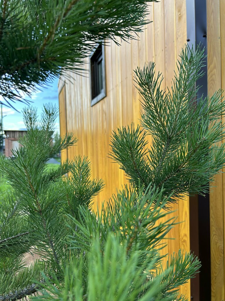 Hamam ve sauna inşaatı Bani Modul, Yekaterinburg, foto