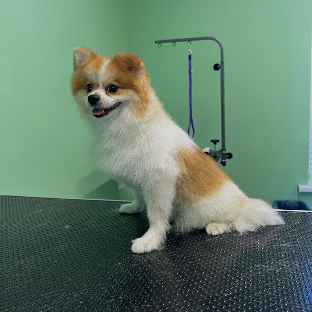 Evcil hayvan kuaförleri Лаб-радор, Krasnodar, foto