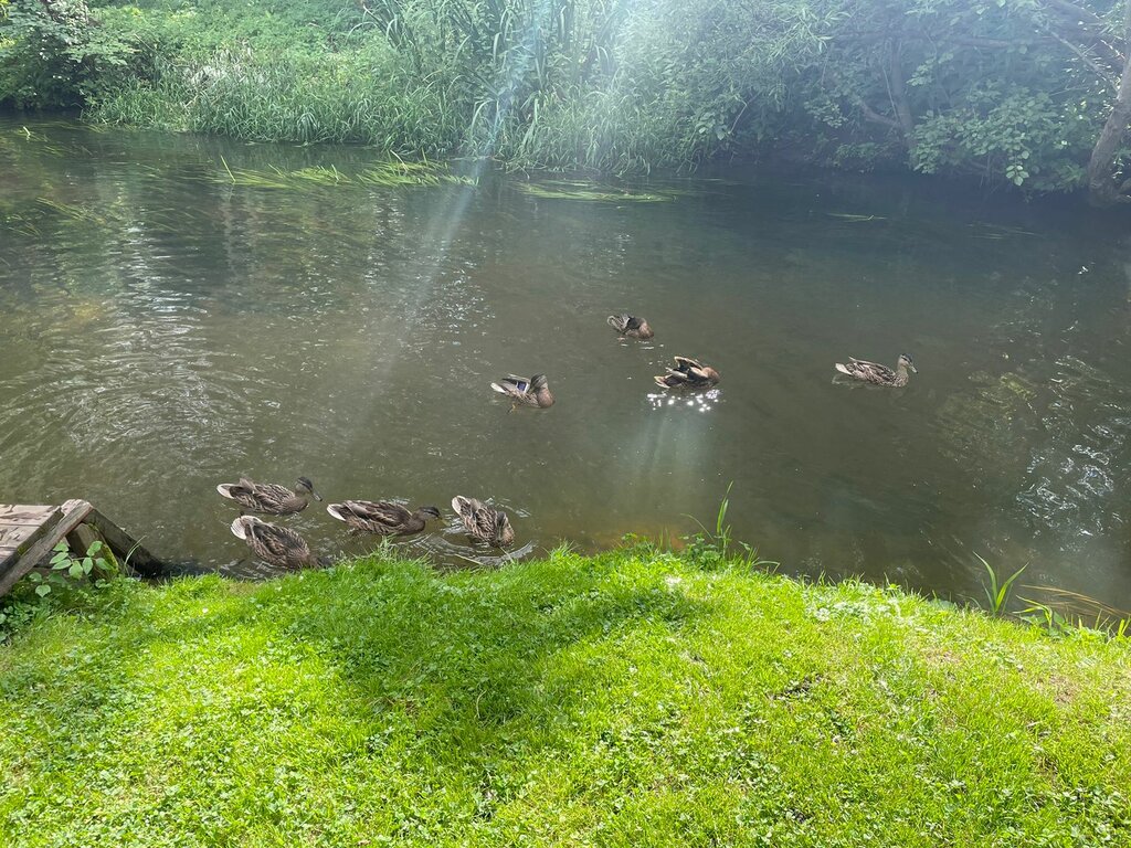 Pınar, çay Spring, stream, Moskova ve Moskovskaya oblastı, foto
