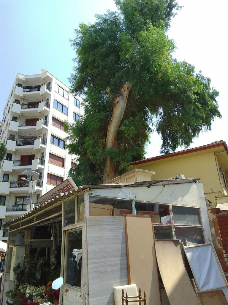 Çiçekçiler Manolya Çiçekçilik, İzmir, foto