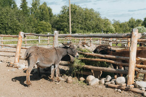Donkey farm (Republic of Karelia, Lakhdenpokhskiy District, Miynalskoye selskoye poseleniye), turistik yerler  Karelya Cumhuriyeti'nden