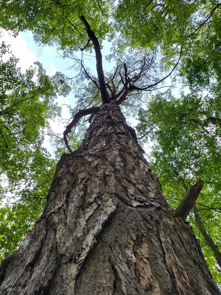 Doğa Лиственница, Voskresensk, foto