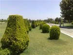 Kültür Peyzaj & Fidancilik (Nevşehir, Nevşehir Merkez, Güzelyurt Mah.), hediyelik eşya mağazaları  Nevşehir'den
