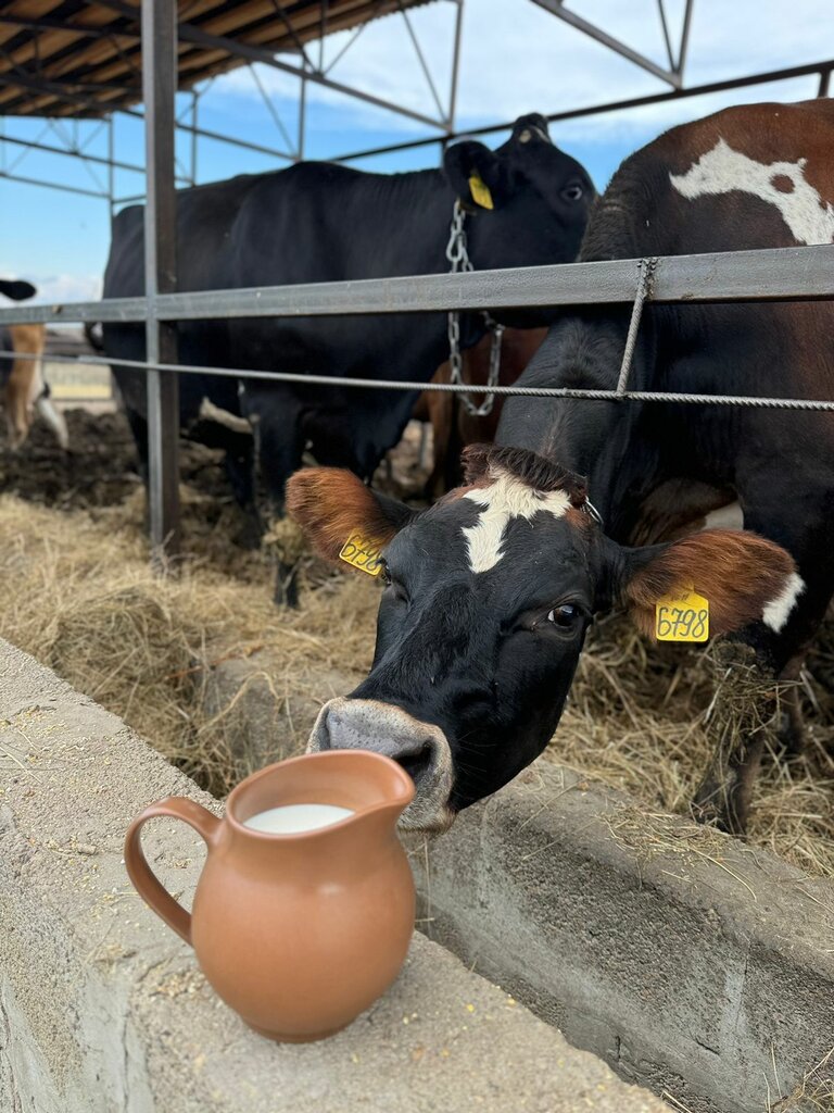 Toptan süt ürünleri Молочная Долина, Krasnodarski krayı, foto
