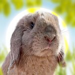 Sadovod Robert (ulitsa Kolpakova No:24А), petshop  Mytişçi'den