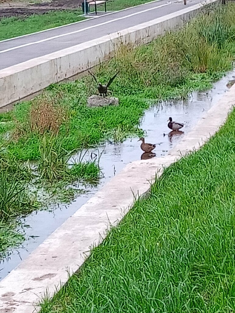 Kültür ve eğlence parkları Ручей Отважный, Jiguliovsk, foto