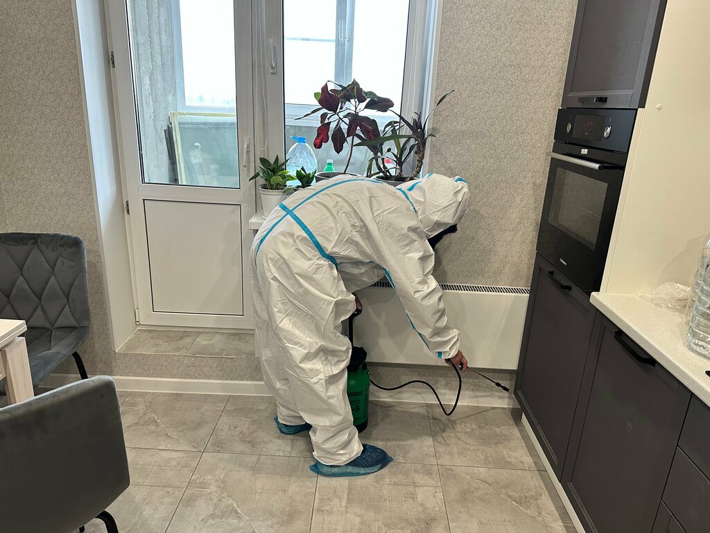 Haşere ilaçlama firmaları Chistodez, Şçolkovo, foto