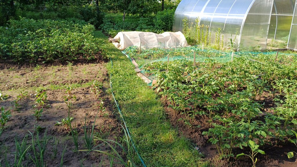 Bahçecilik dernekleri ve kuruluşları Sadovodcheskoye tovarishchestvo Zvezdochka-2002, Minskaya oblastı, foto