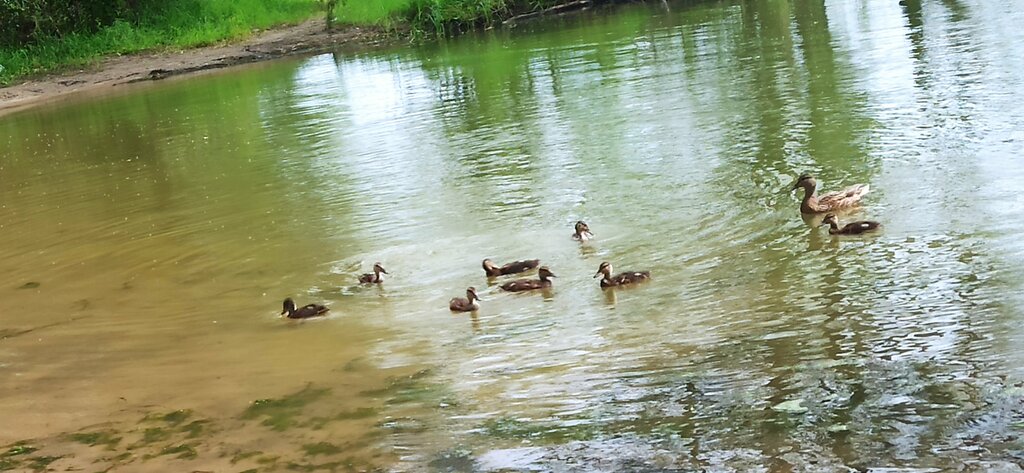 Plaj Пляж, Riazan, foto