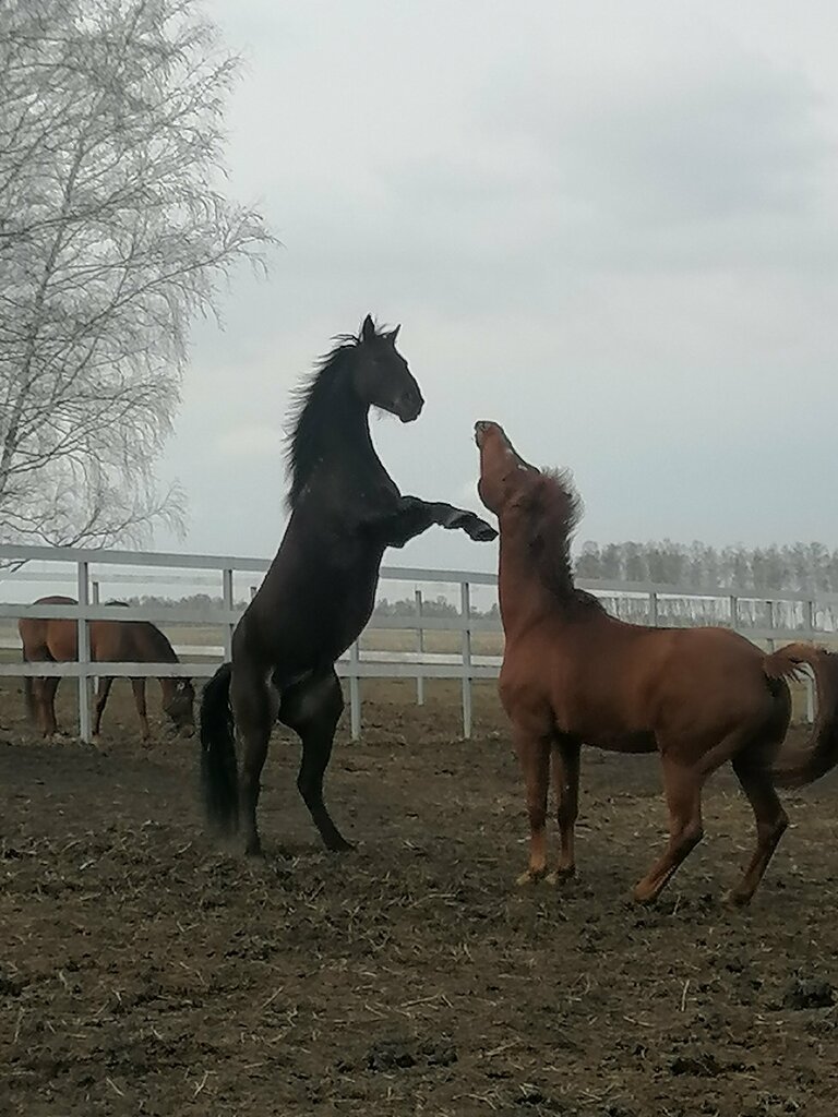 At ve binicilik kulüpleri Конный двор, Novosibirskaya oblastı, foto