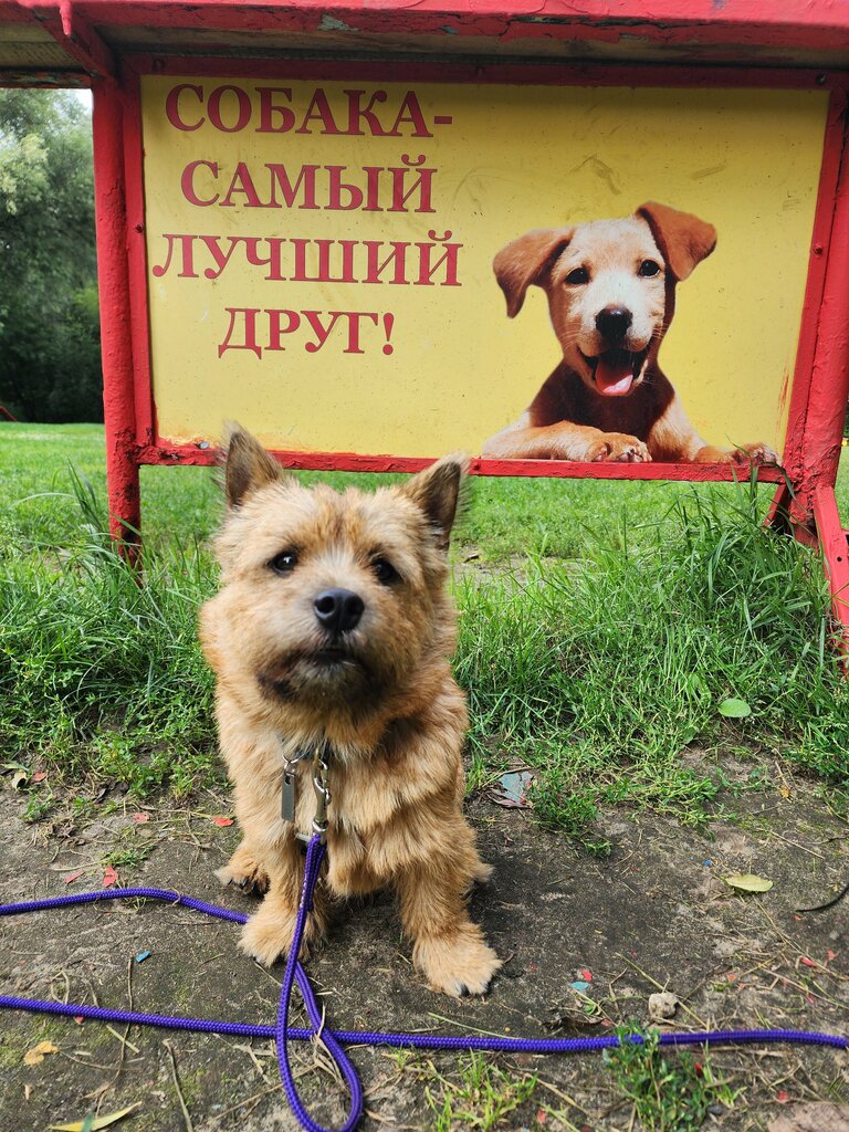 Evcil hayvan yemi üretimi Varyag Pet, Vidnoye, foto