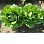 Toprak Fide (Güneş Mah., Altınova Cad., No:5, Kepez, Antalya), sera ve bahçe ürünleri  Antalya'dan