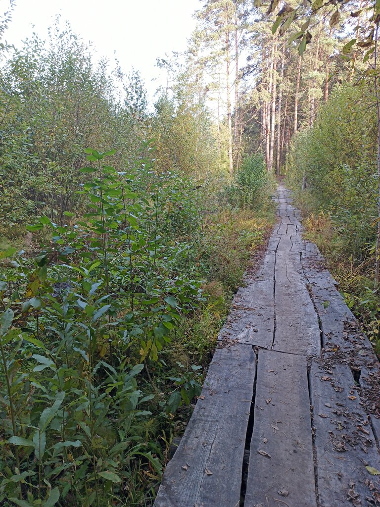 Turistik yerler Сашин мостик, Berdsk, foto