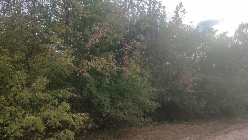 Mezarlıklar Fandakawskija mogilki, Bobruisk, foto
