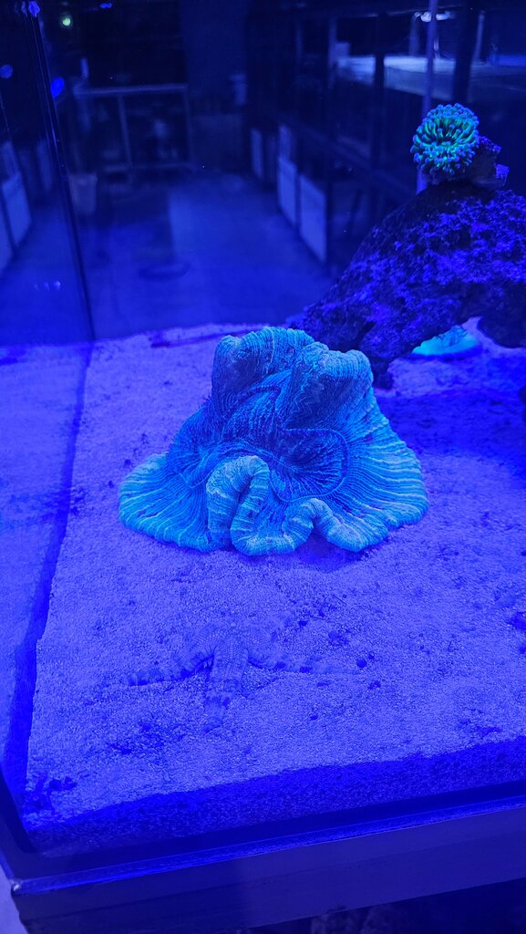 Akvaryumlar Aquaman, Erivan, foto